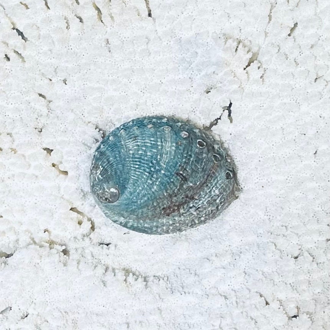 3-4” Turquoise Abalone-beach Decor-wedding Decor-sailors Valentine ...