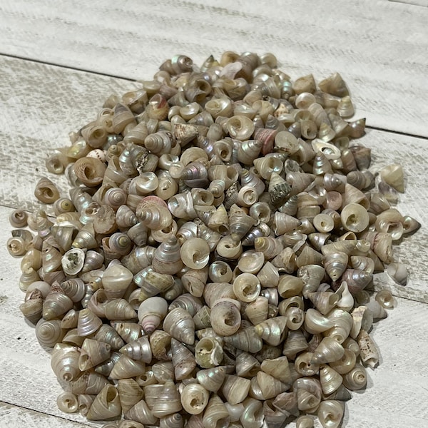 Trochus Shell - Etsy