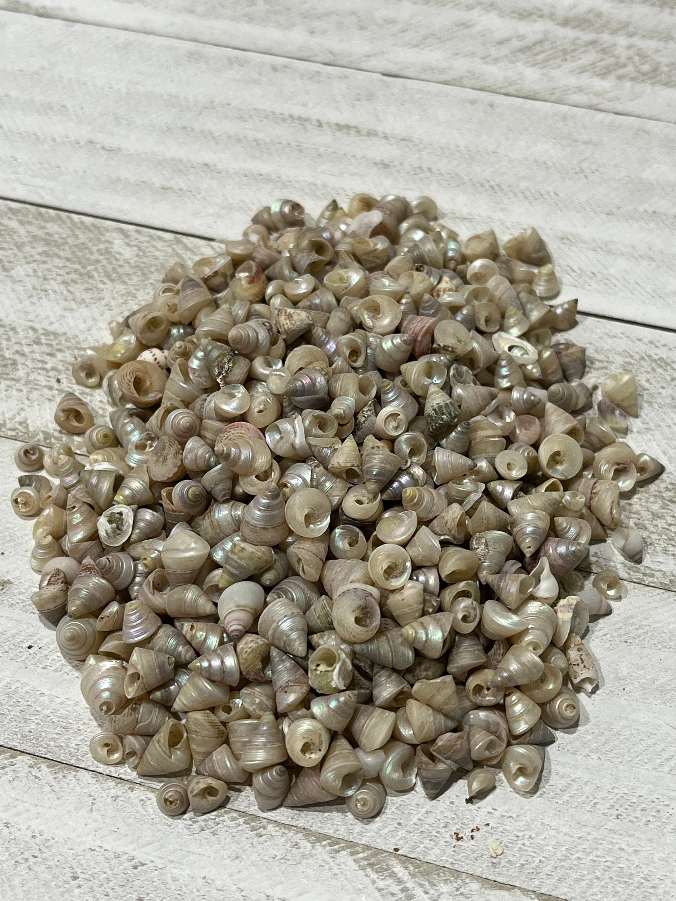 Trochus Shell for sale| 89 ads for used Trochus Shells