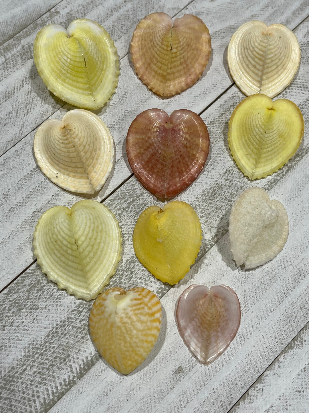 Natural Color Heart Cockle-beach Decor-wedding Decor-sailors Valentine ...