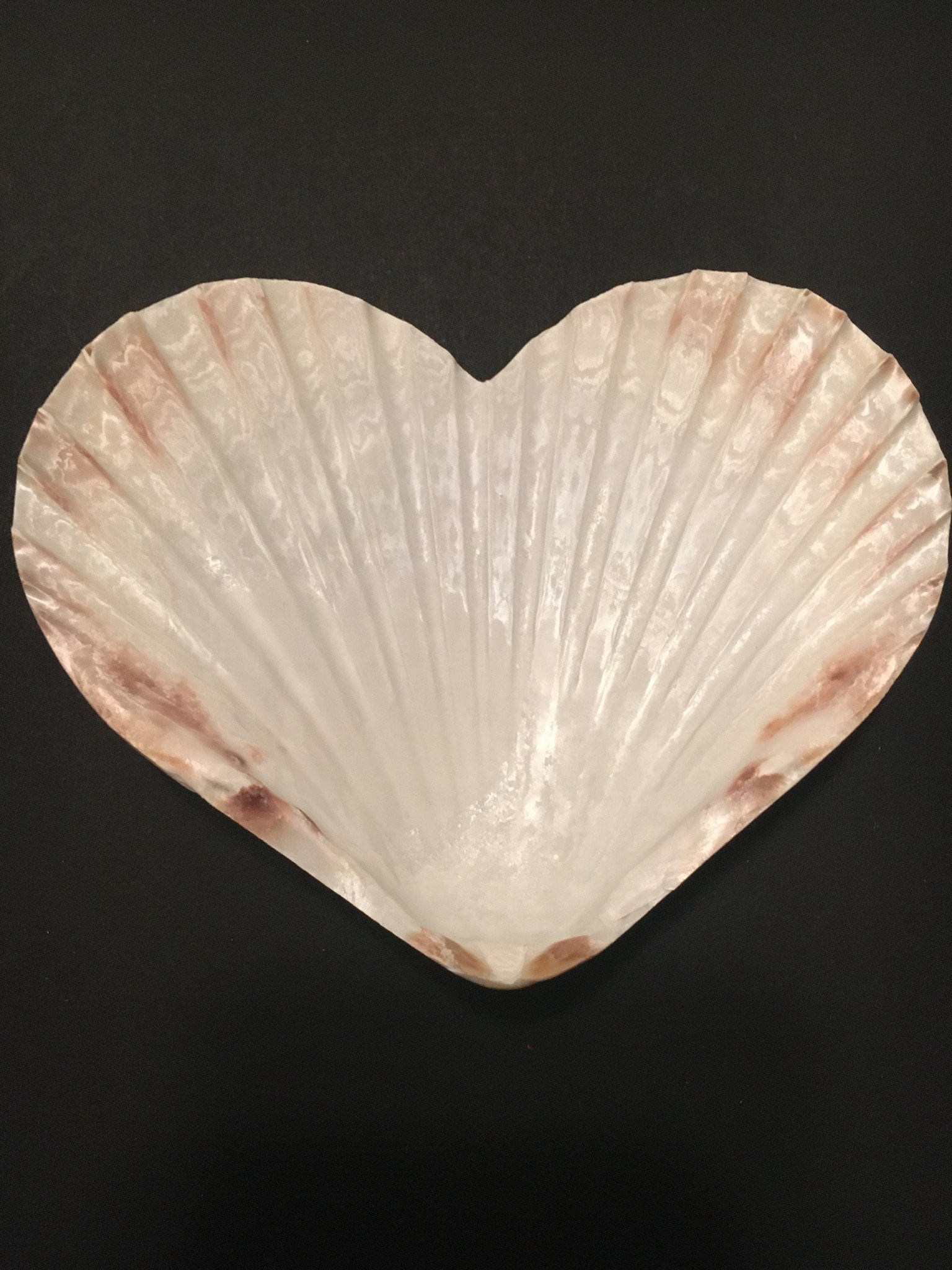 Shell Heart