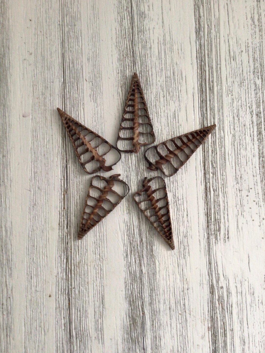 Thin Cut Center Cut Telescopium Auger-beach Decor-sailors Valentine ...