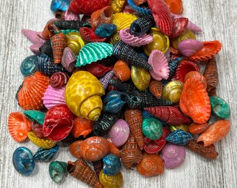 Sundial Seashells-sea Shell Bulk-craft Shell-coastal Home Decor-sailors ...