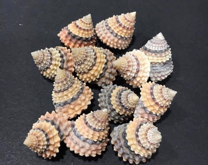 Periwinkle-sea Shell Bulk-craft Shell-coastal Home Decor-sailors ...