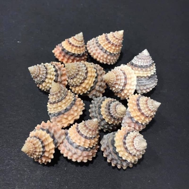 Sea Shell Home Decor - Etsy