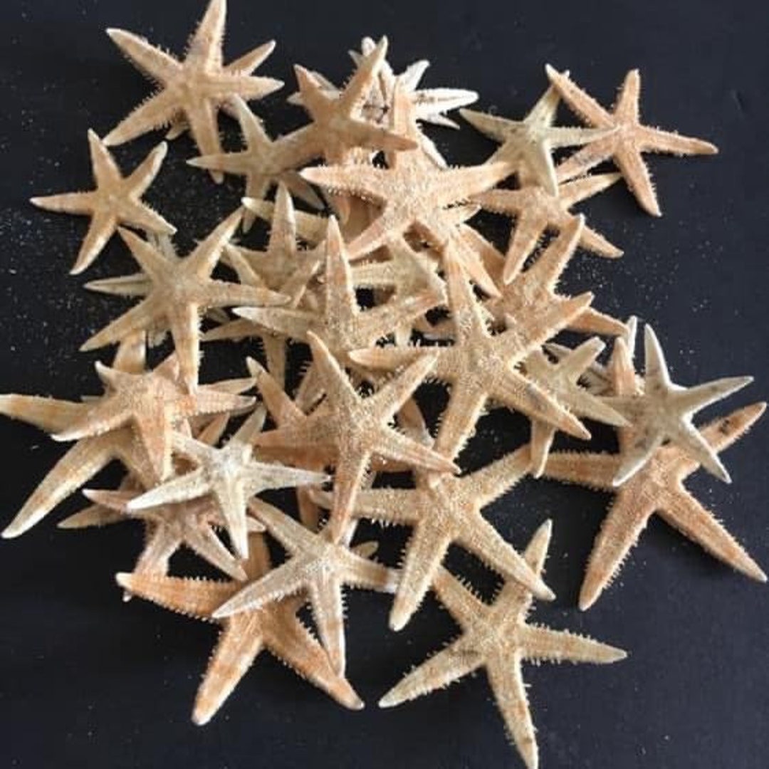 1/2-1” Philippine Flat Starfish-wedding Decor-beach Decor-sailors ...