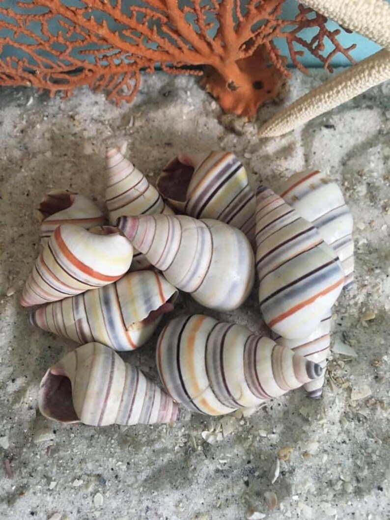 Candy Cane Snails Sea Shell Bulk-craft Shell-coastal Home - Etsy