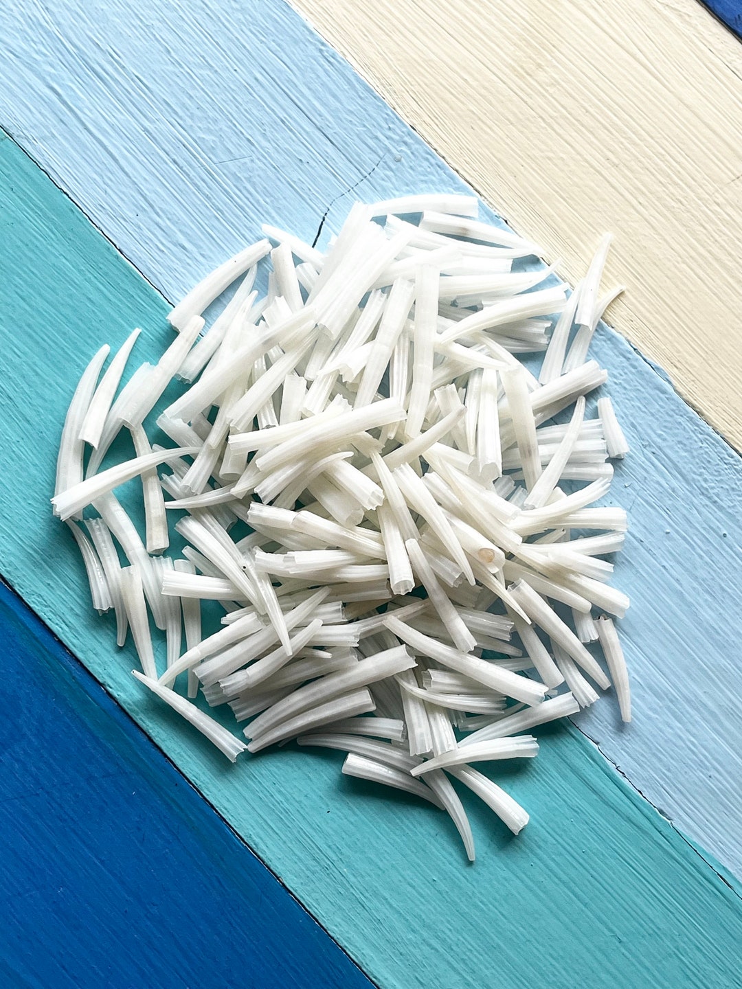 White Tusk Shells-sea Shell Bulk-craft Shell-coastal Home Decor-sailors ...
