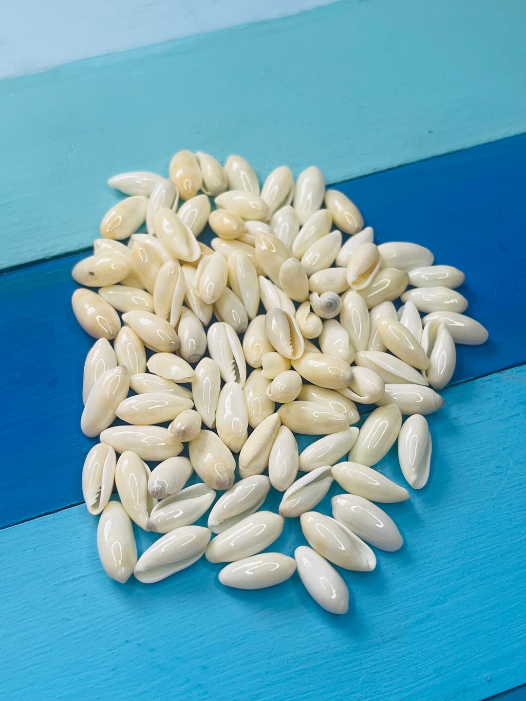 White Rice Shells - Etsy