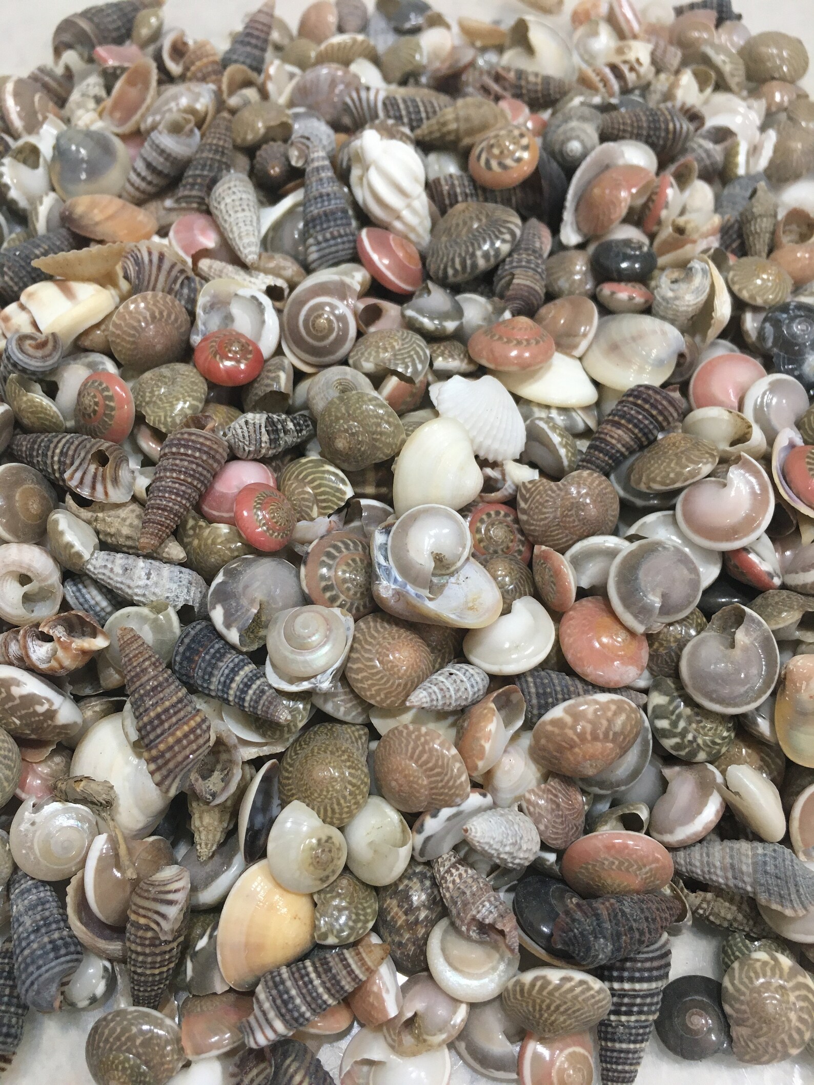 Tiny Shell Mix-sea Shell Bulk-craft Shell-coastal Home | Etsy