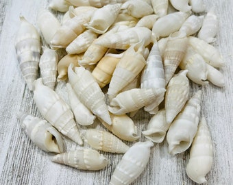 Sundial Seashells-sea Shell Bulk-craft Shell-coastal Home Decor-sailors ...