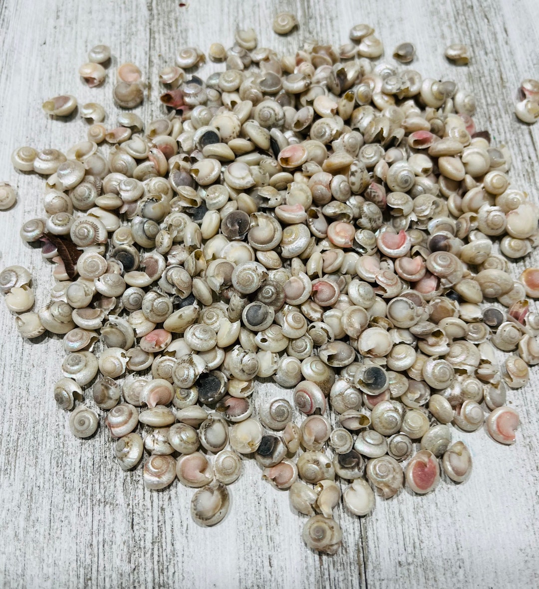 Pearled Umbonium-sea Shell Bulk-craft Shell-coastal Home Decor-sailors ...