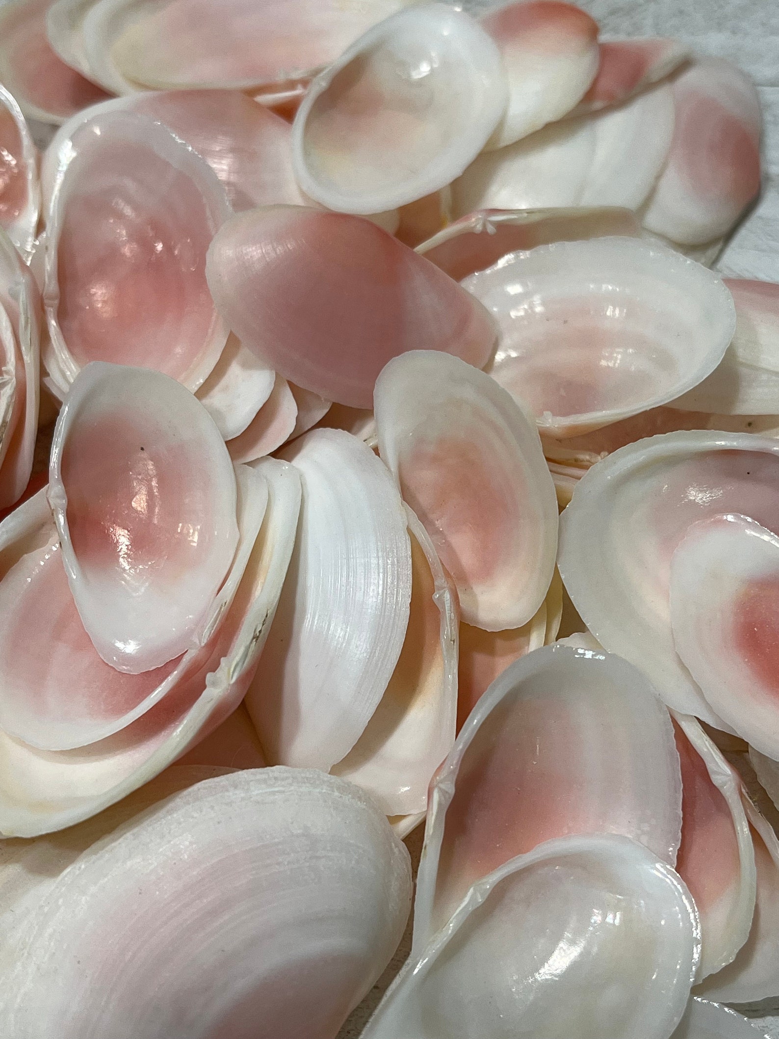 Pink Tellin-sea Shell Bulk-craft Shell-coastal Home Decor-sailors ...