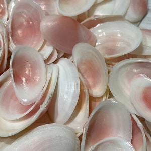 Pink Tellin-sea Shell Bulk-craft Shell-coastal Home Decor-sailors ...