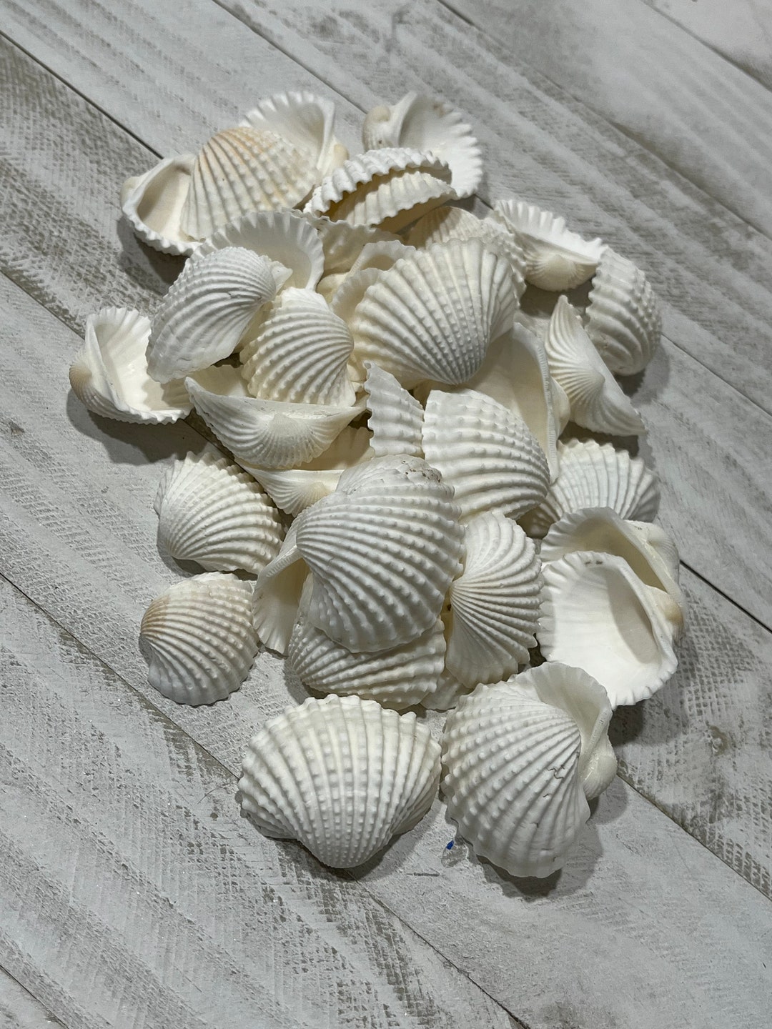 Ark Shells-beach Decor-wedding Decor-sailors Valentine-crafting Shell ...