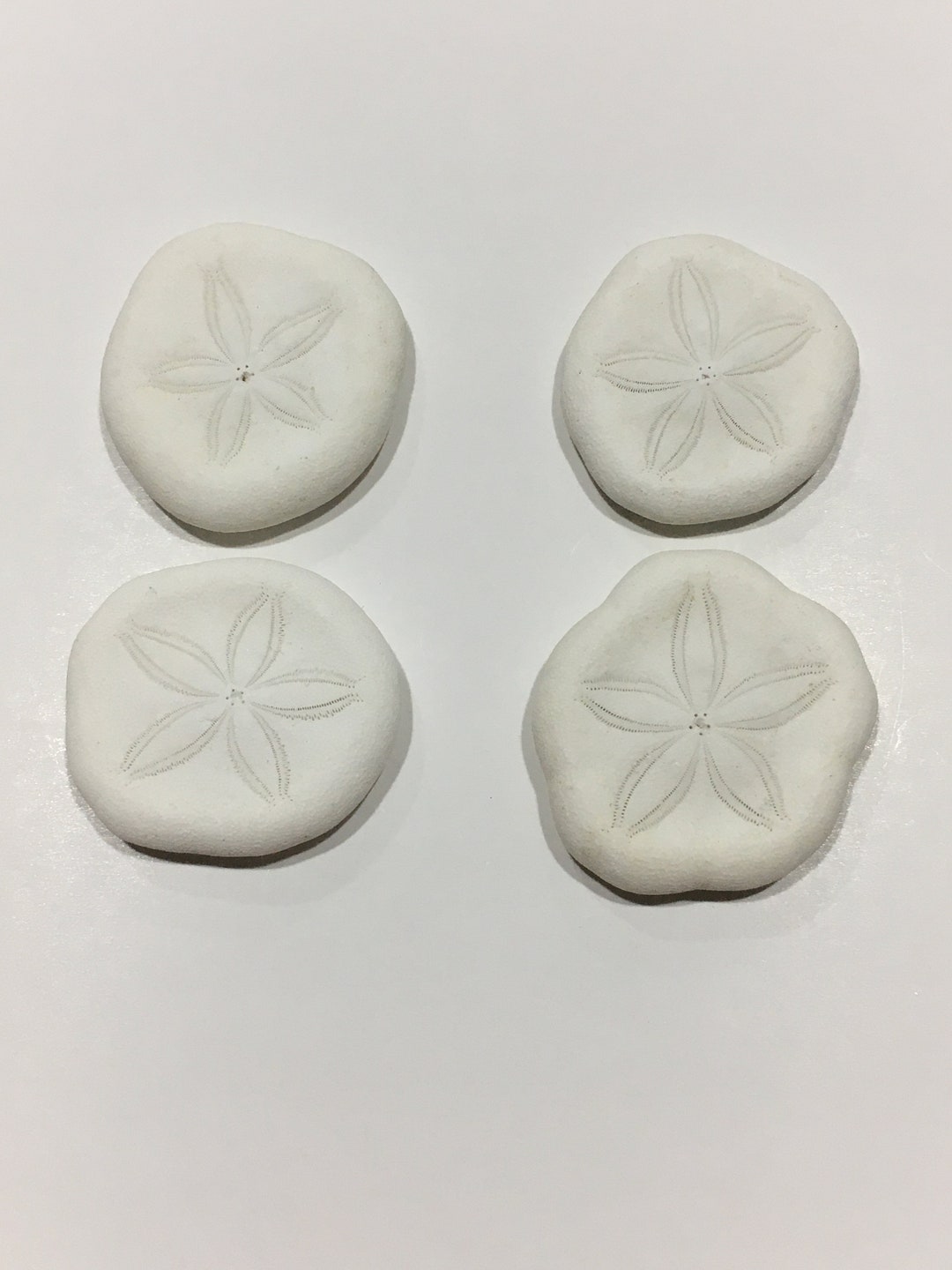 Sea Biscuits-sea Shell Bulk-craft Shell-coastal Home Decor-sailors ...