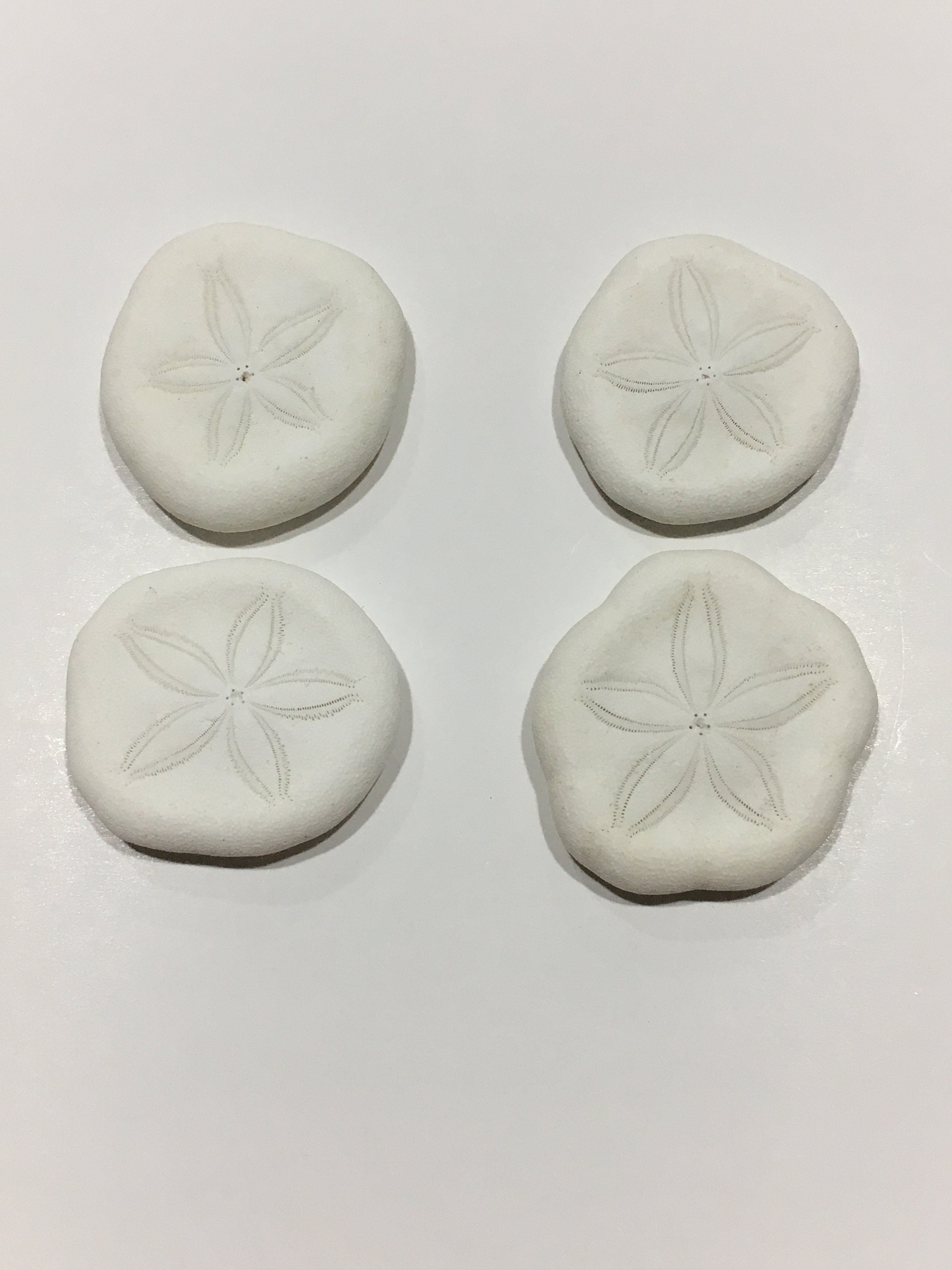 Sea Biscuits-sea Shell Bulk-craft Shell-coastal Home - Etsy