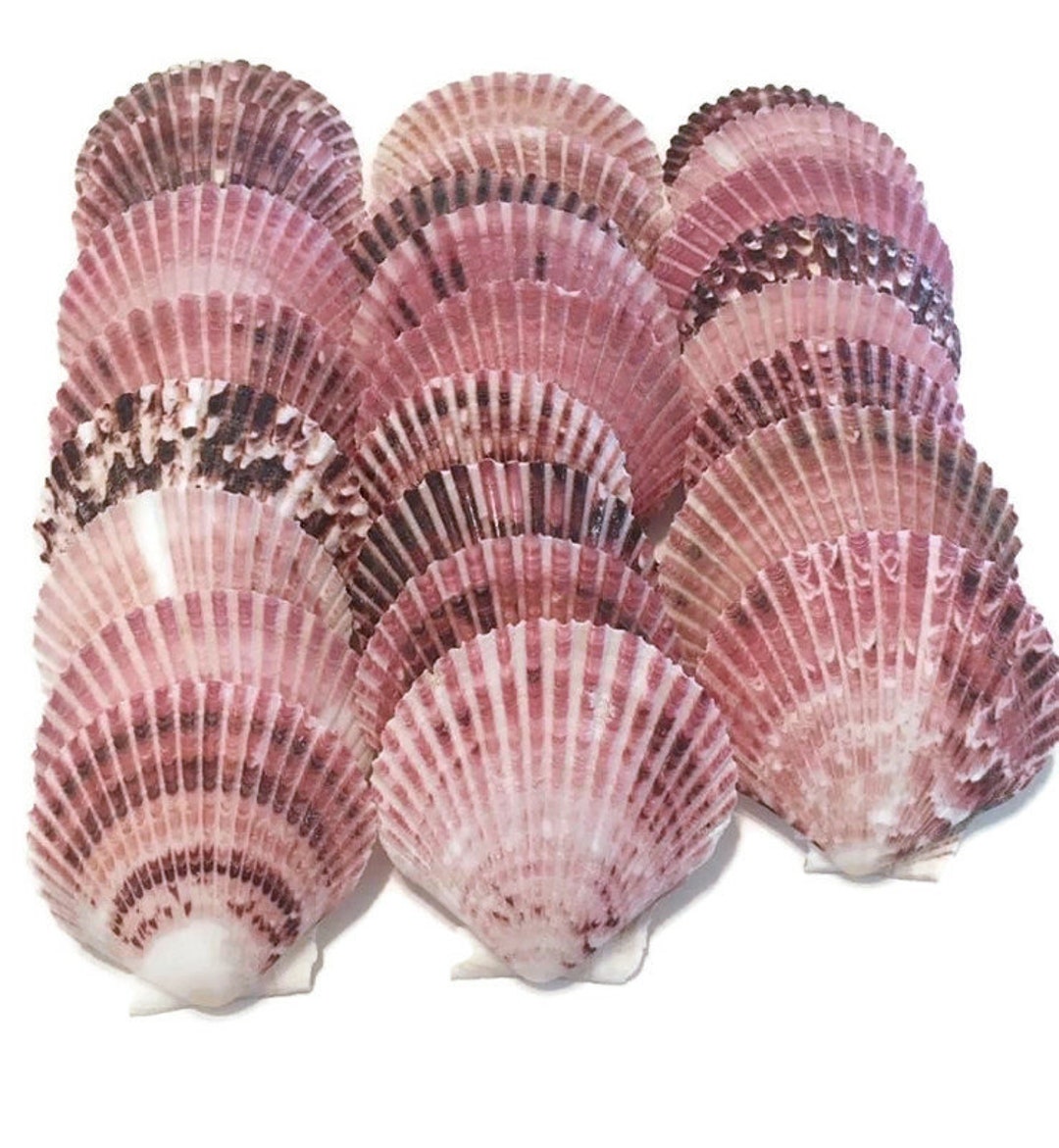 Purpuratus Pecten-sea Shell Bulk-craft Shell-coastal Home Decor-sailors ...