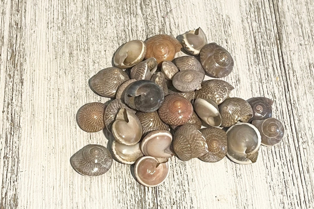 Mixed Umbonium-wedding Decor-sailors Valentine-crafting Shell-shell ...