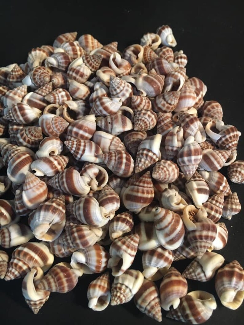 Nassarius Phyrus-sea Shell Bulk-craft Shell-coastal Home | Etsy