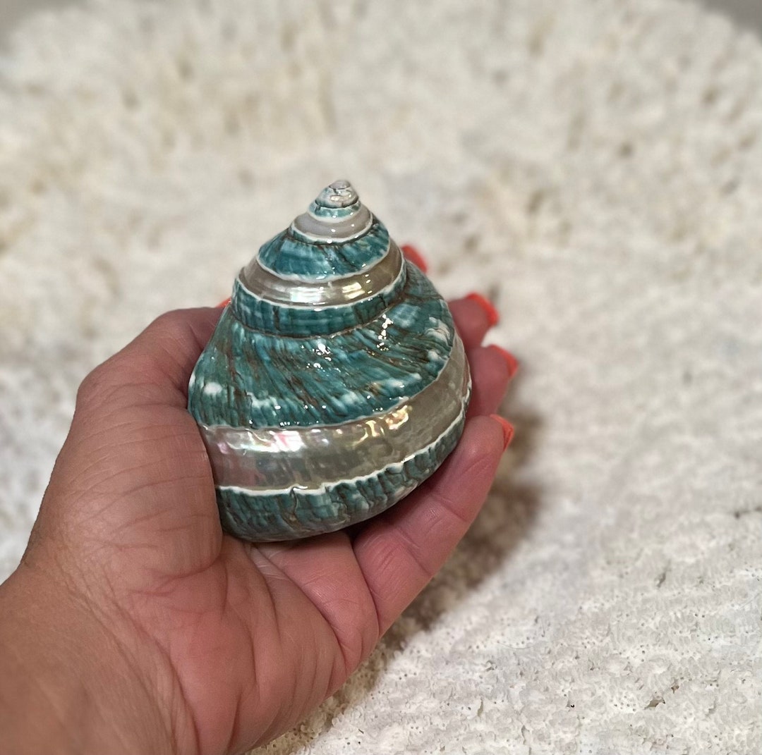 Pearl Banded Jade Turbo-wedding Decor-sailors Valentine-crafting Shell-shell Flower-seashell ...