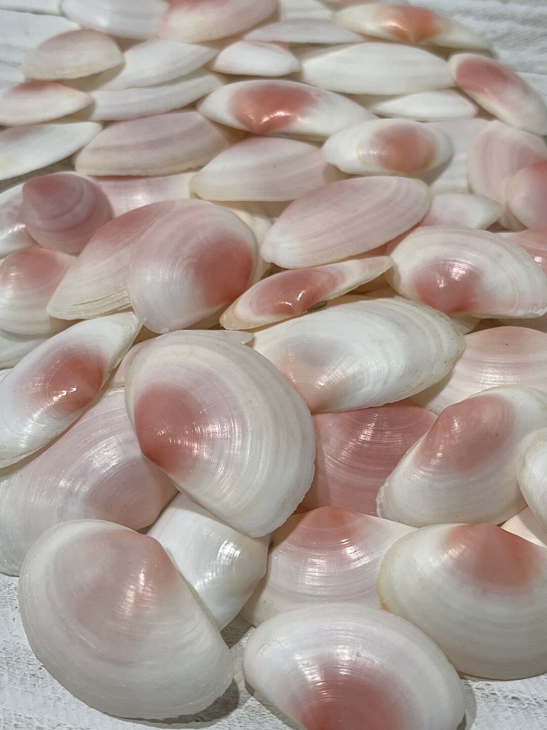 Pink Tellin-sea Shell Bulk-craft Shell-coastal Home Decor-sailors ...