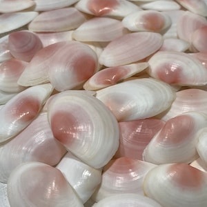 Pink Tellin-sea Shell Bulk-craft Shell-coastal Home Decor-sailors ...