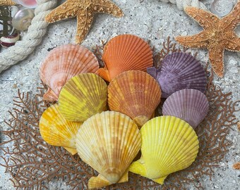 Red Pectin Pairs-beach Decor-wedding Decor-sailors Valentine-crafting ...