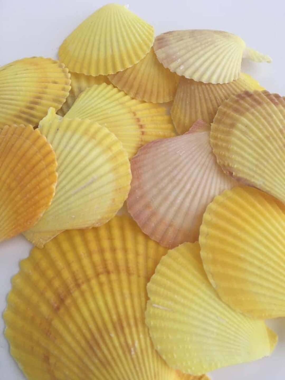 Yellow Scallops-sea Shell Bulk-craft Shell-coastal Home - Etsy