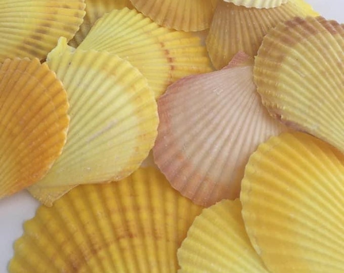 Yellow Scallops-sea Shell Bulk-craft Shell-coastal Home Decor-sailors ...