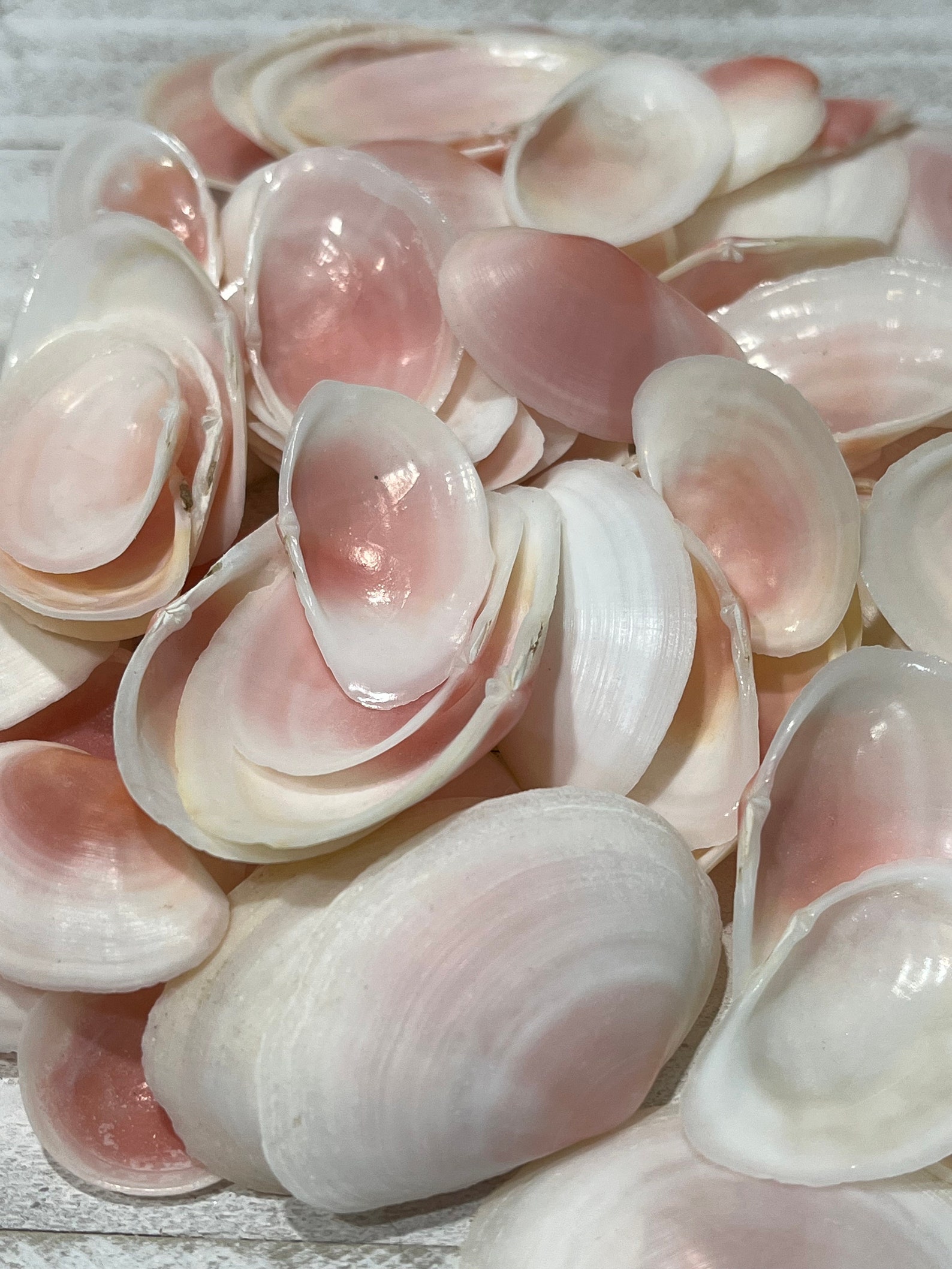 Pink Tellin-sea Shell Bulk-craft Shell-coastal Home - Etsy