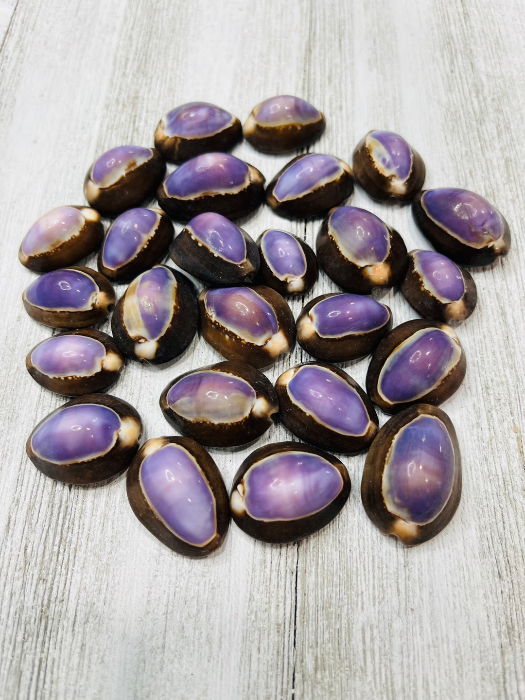 Purple Top Snakehead Cowry-sea Shell Bulk-craft Shell-coastal Home ...