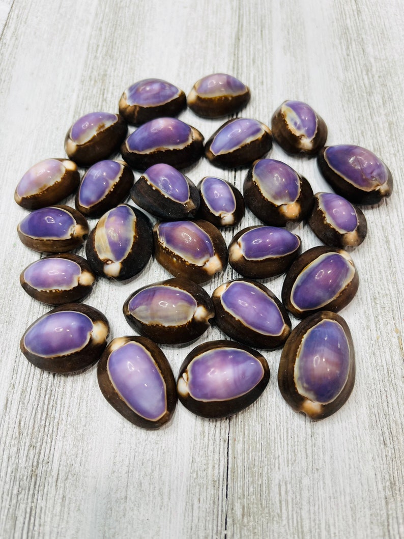 Purple Top Snakehead Cowry-sea Shell Bulk-craft Shell-coastal - Etsy