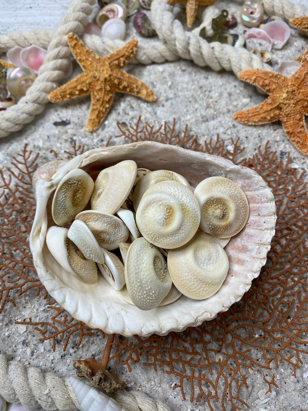 Swirl Operculum-sea Shell Bulk-craft Shell-coastal Home Decor-sailors ...