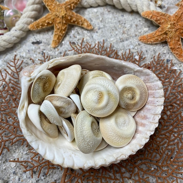 Operculum Shell - Etsy