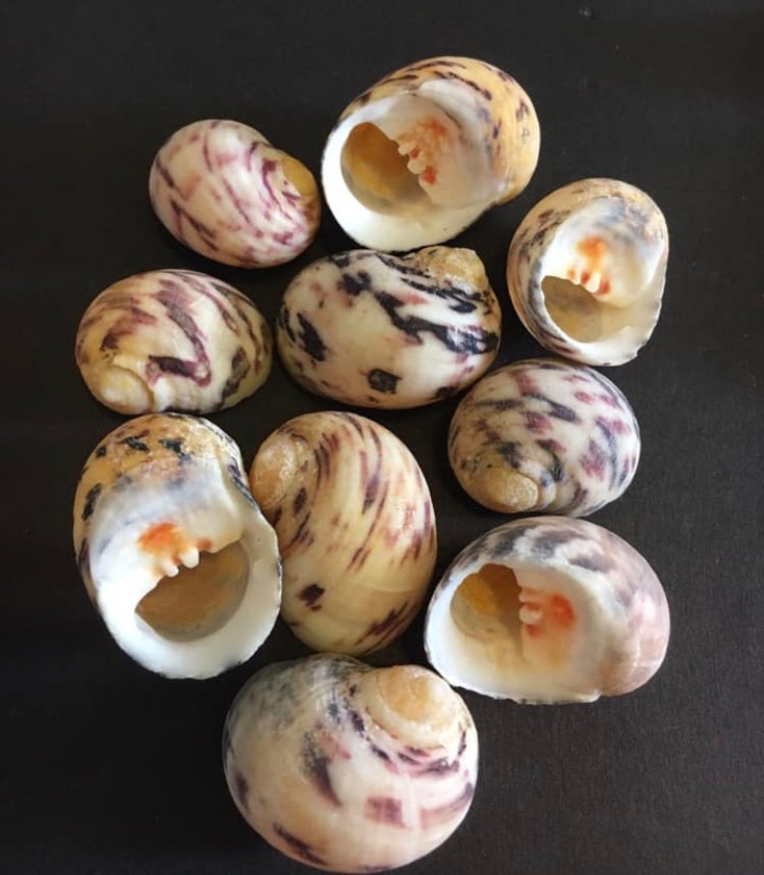 Bleeding Teeth-sea Shell Bulk-craft Shell-coastal Home Decor-sailors ...