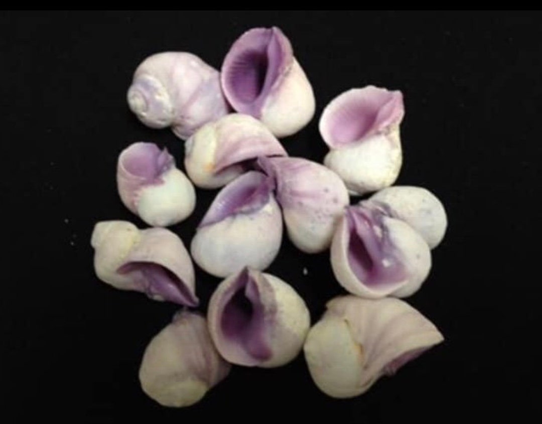 Purple Cebu-sea Shell Bulk-craft Shell-coastal Home Decor-sailors ...