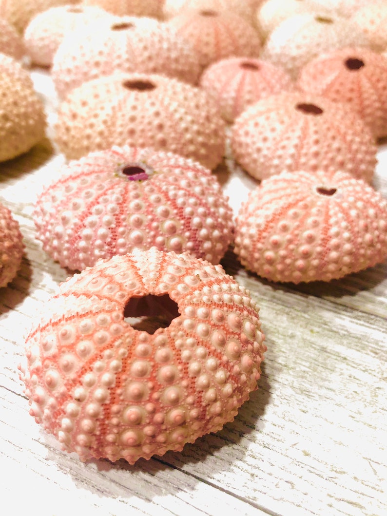 10 Pink Sea Urchins-beach Wedding-sea Urchin-air Plant--wedding Favors ...