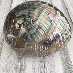 Polished Green Abalone-beach Decor-wedding Decor-sailors Valentine ...