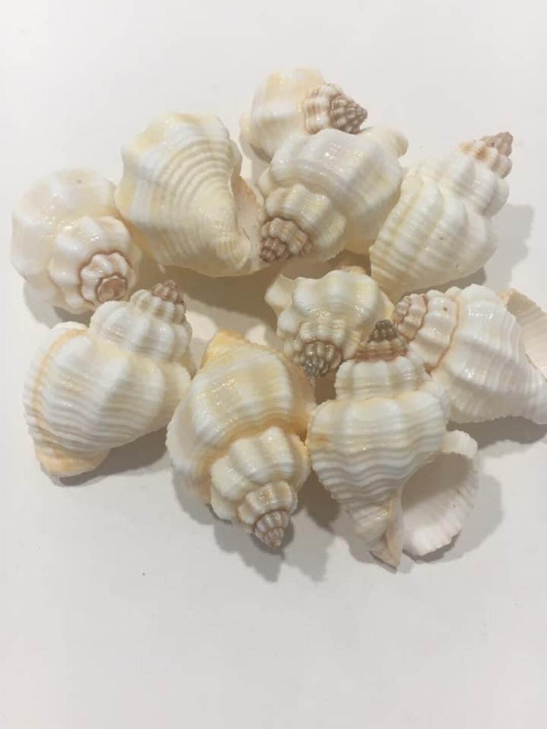 Nutmeg-sea Shell Bulk-craft Shell-coastal Home Decor-sailors Valentine ...