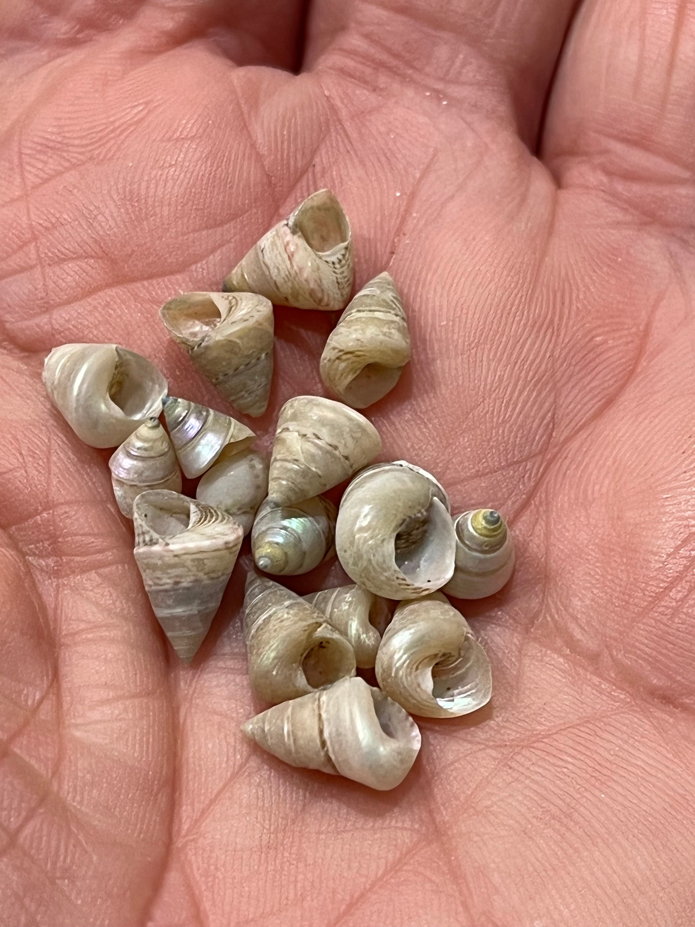Tiny Pearl Trochus-sea Shell Bulk-craft Shell-coastal Home - Etsy