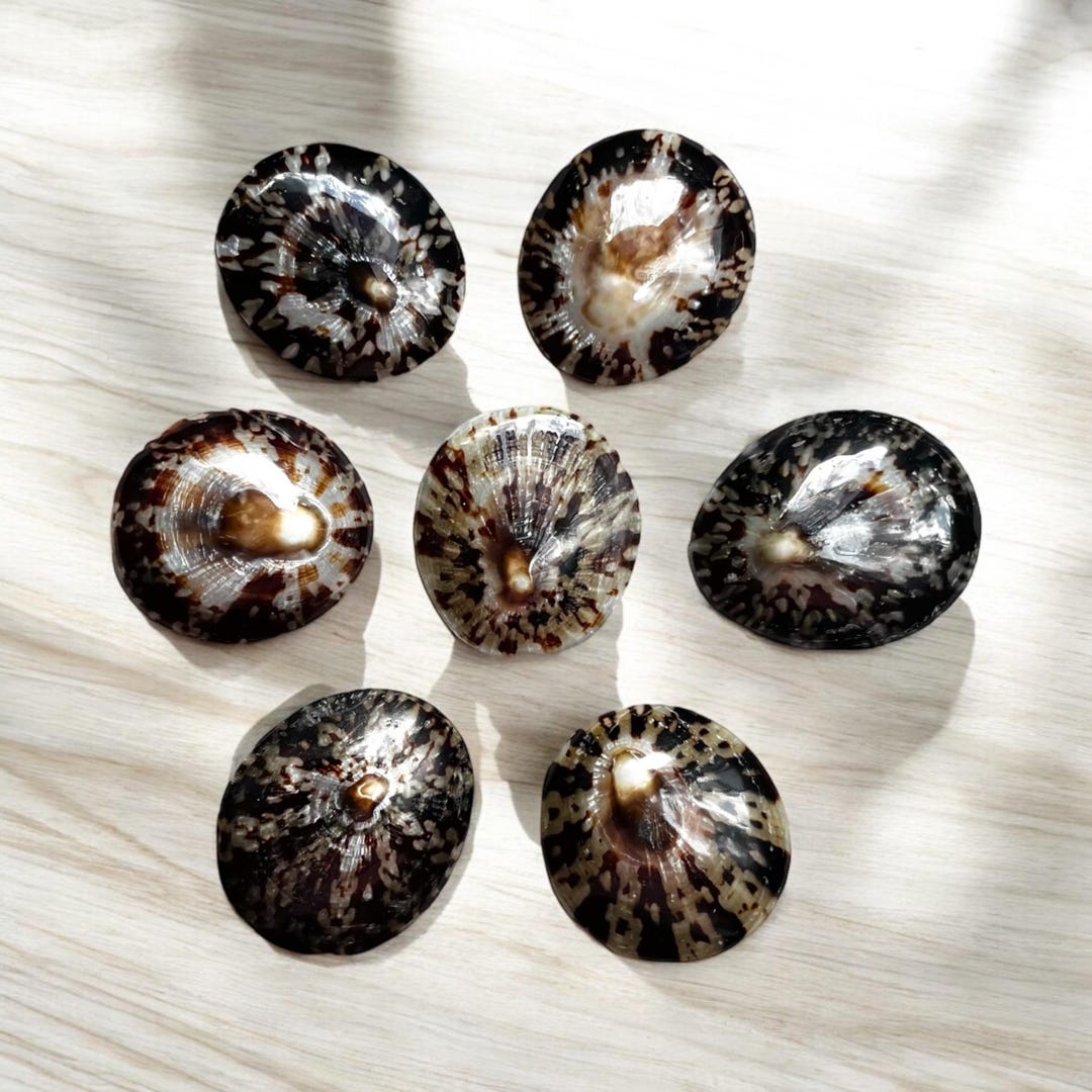 Polished Brown Limpet-beach Decor-wedding Decor-sailors Valentine ...