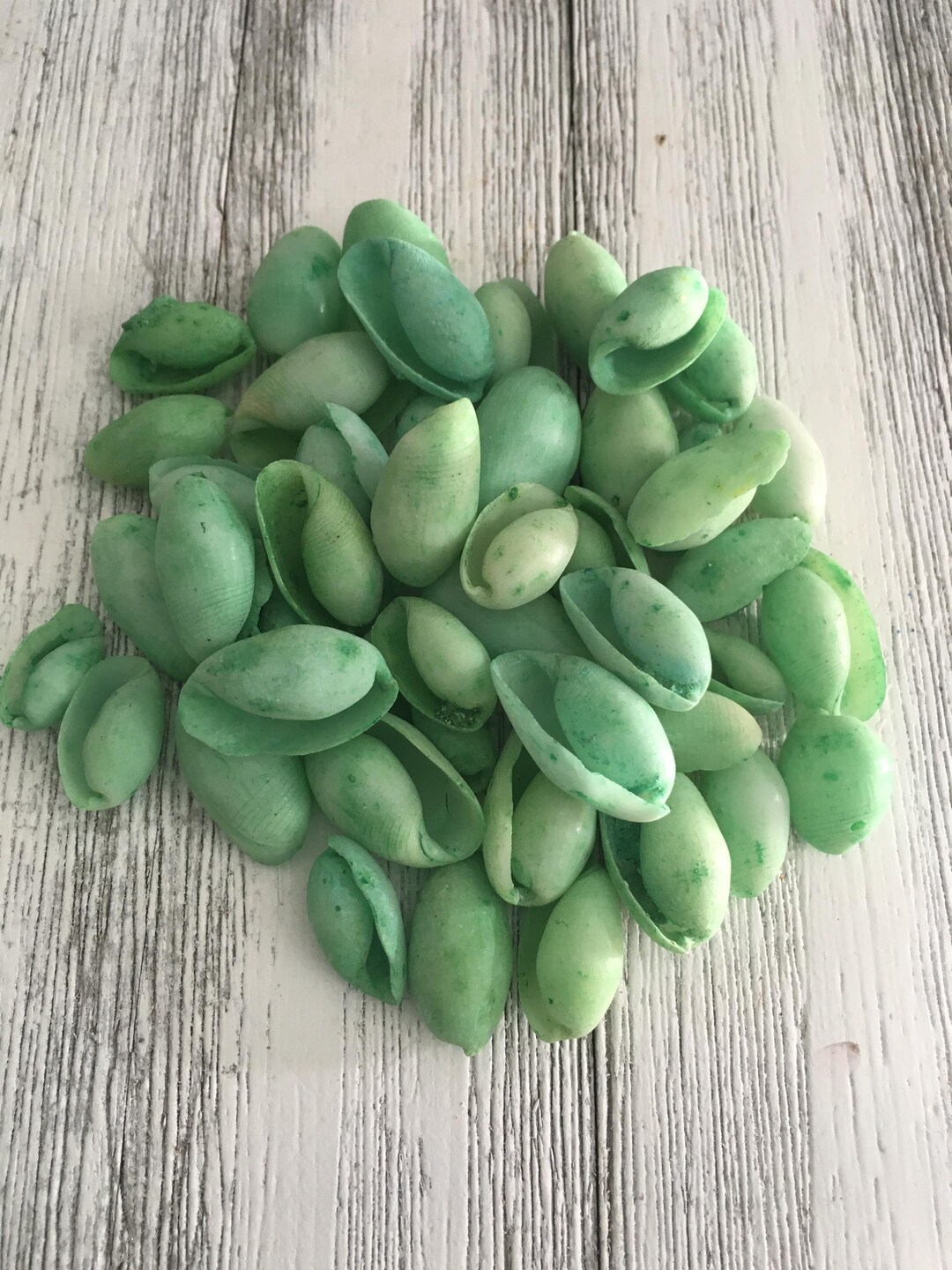 Green Bubble Seashells-beach Decor-wedding Decor-sailors Valentine ...