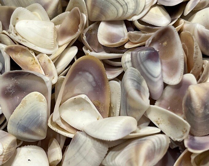 Sundial Seashells-sea Shell Bulk-craft Shell-coastal Home Decor-sailors ...