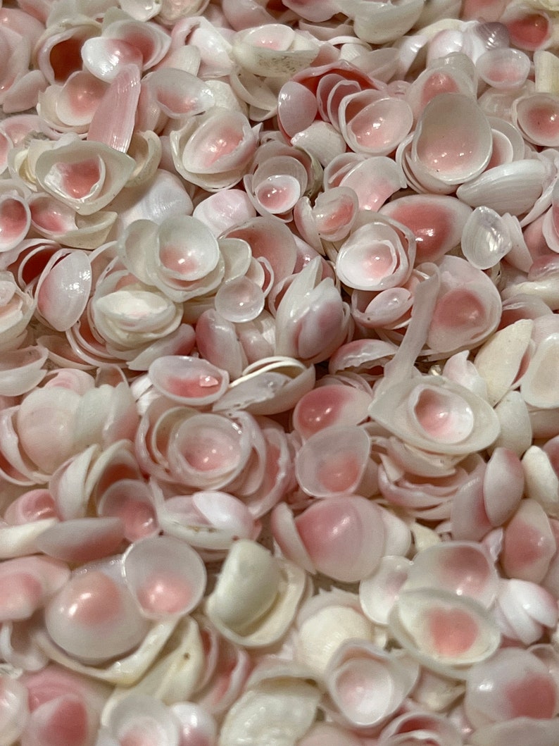 Tiny Apple Blossom-beach Decor-wedding Decor-sailors | Etsy