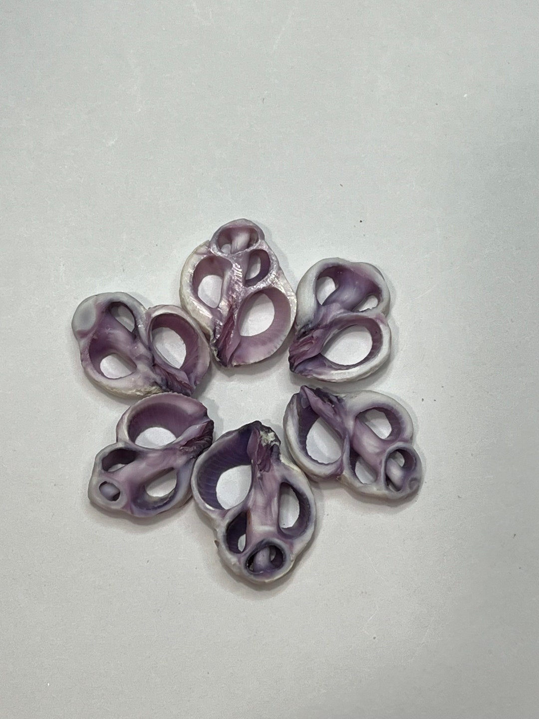 Center Cut Purple Cebu-cut Sea Shells Christmas Ornament - Etsy