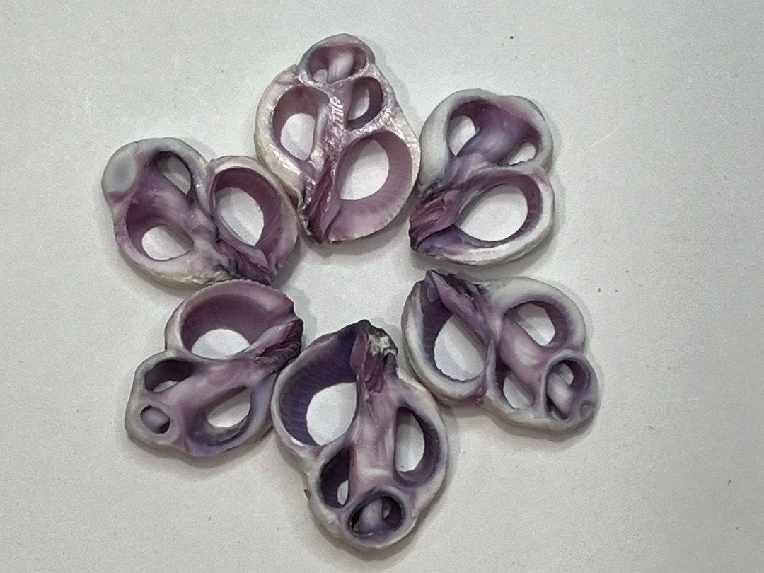 Center Cut Purple Cebu-cut Sea Shells- Christmas Ornament- Gift ...
