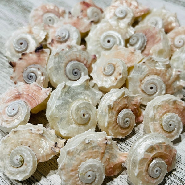 Sea Shell Flowers - Etsy