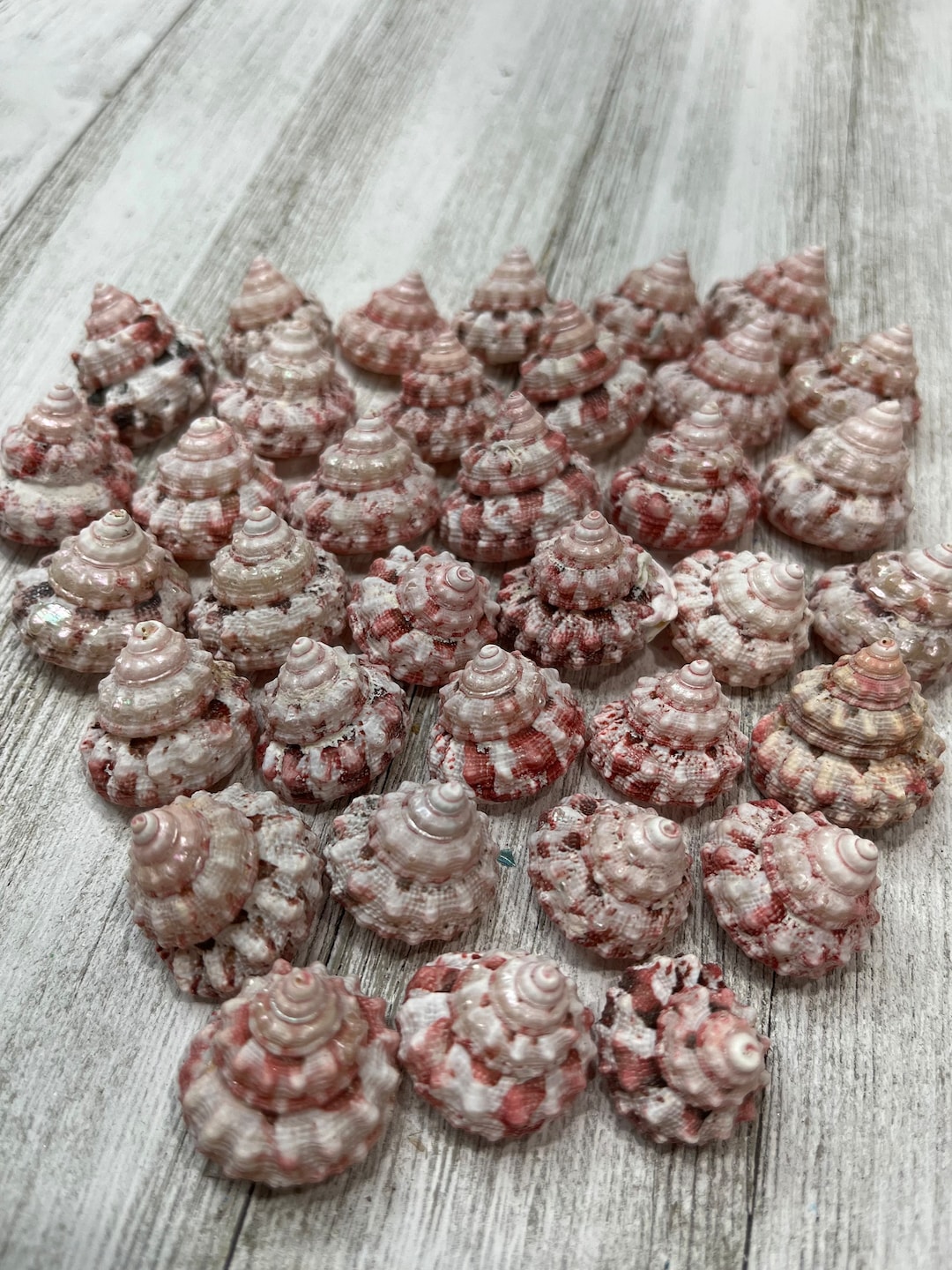 Red Stripe Trochus-sea Shell Bulk-craft Shell-coastal Home Decor ...