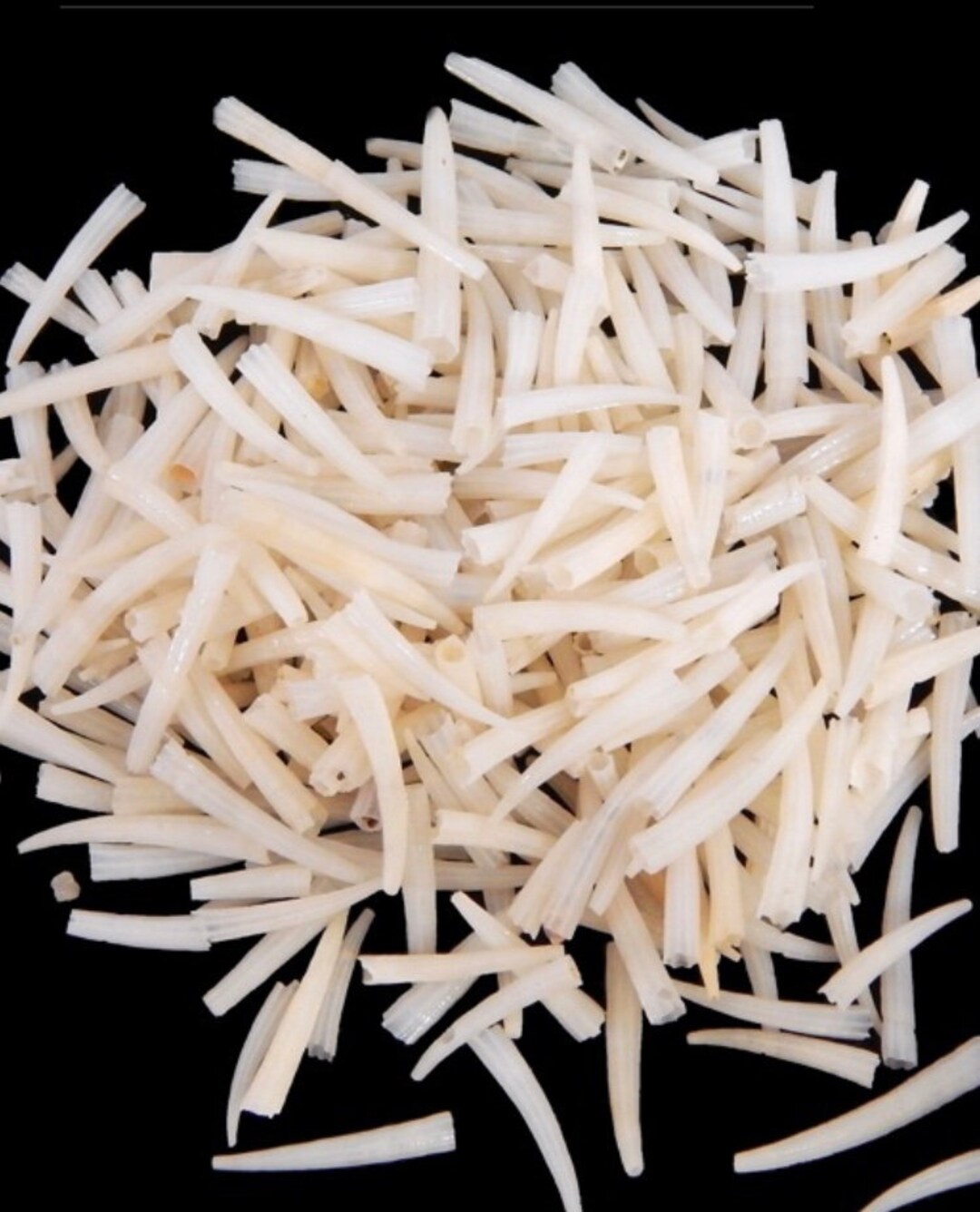 White Tusk Shells-sea Shell Bulk-craft Shell-coastal Home Decor-sailors ...